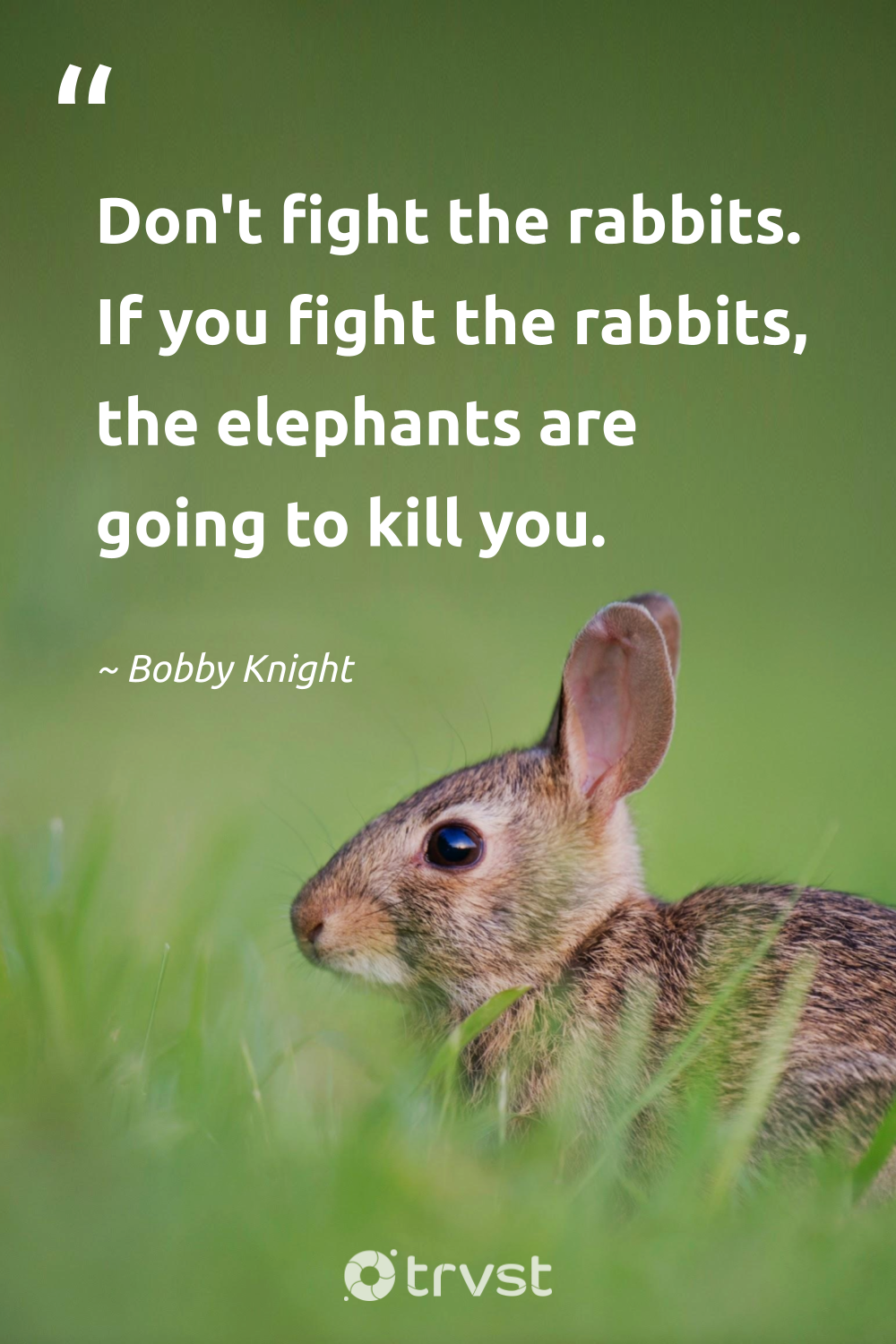 32 Rabbit Quotes Hopping With Cute Charm And Metaphors (2025)