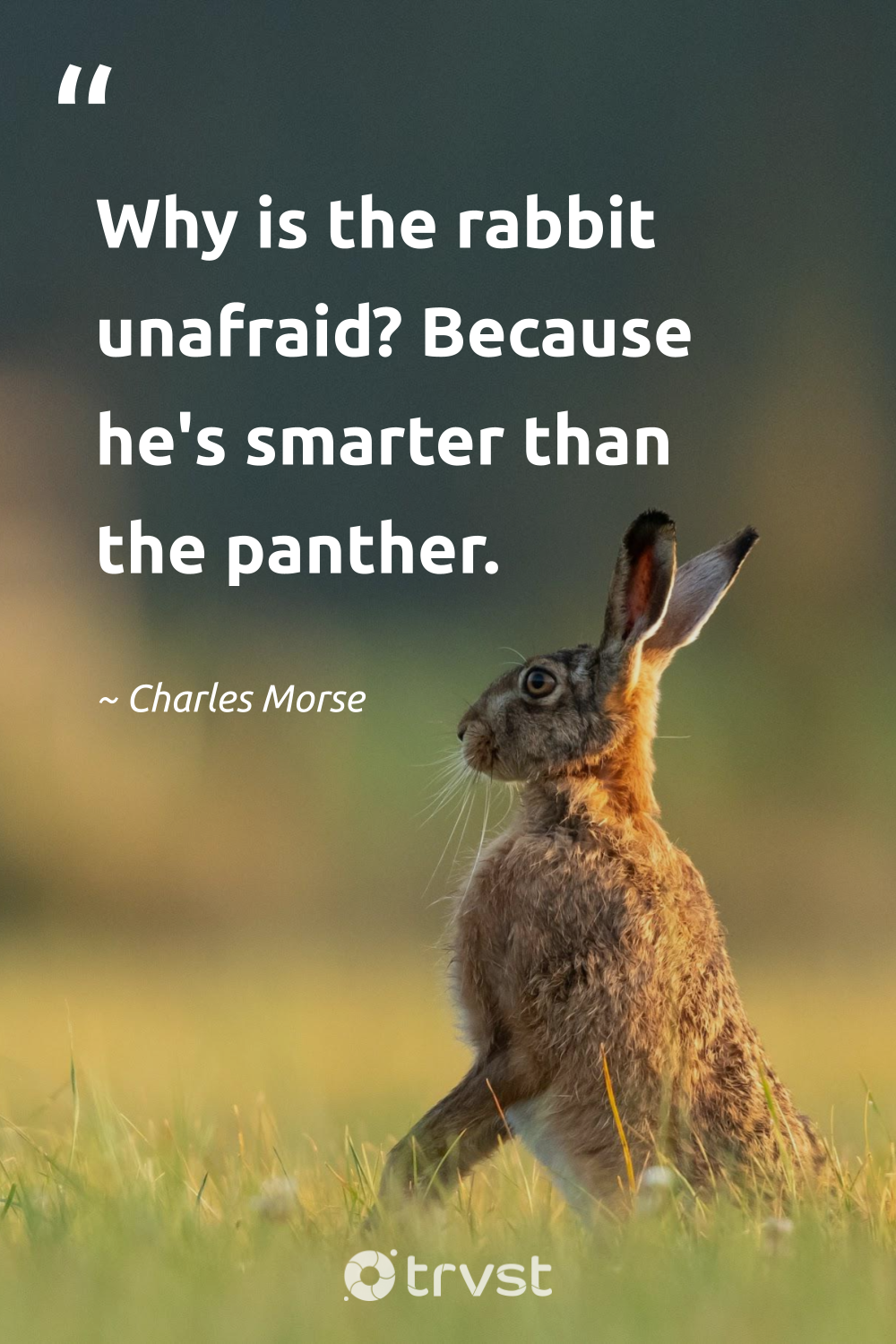 32 Rabbit Quotes Hopping With Cute Charm And Metaphors (2025)