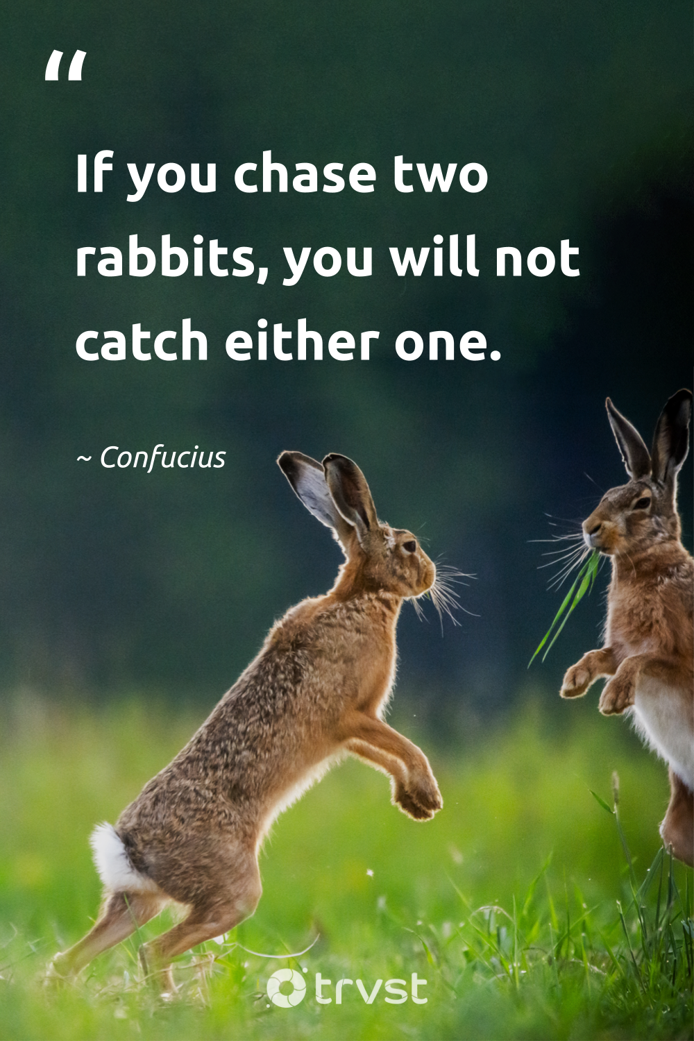 32 Rabbit Quotes Hopping With Cute Charm And Metaphors (2024)