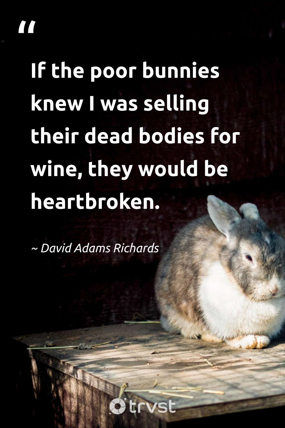 32 Rabbit Quotes Hopping With Cute Charm And Metaphors (2025)