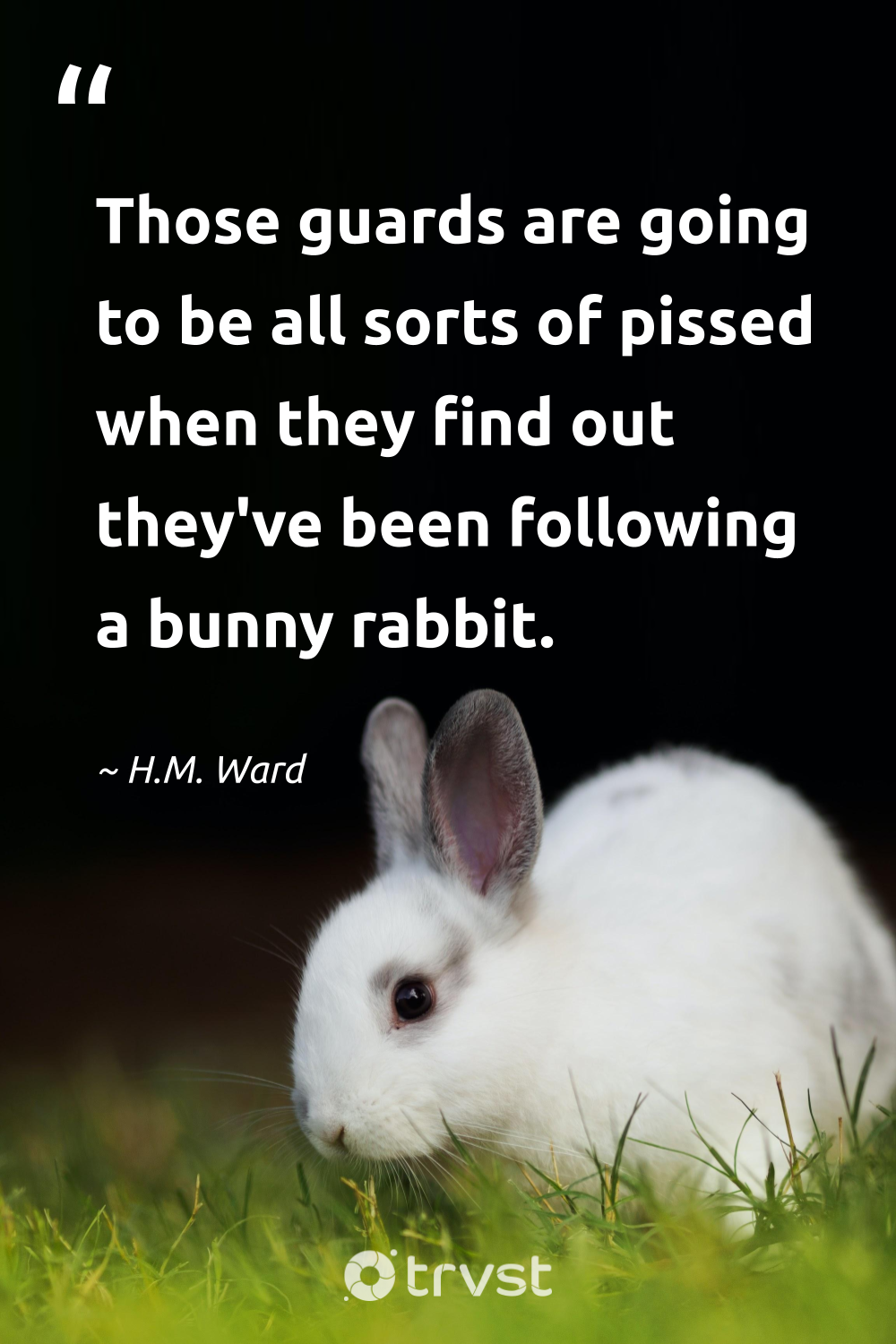 32 Rabbit Quotes Hopping With Cute Charm And Metaphors (2025)