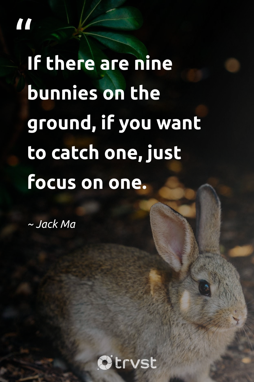 32 Rabbit Quotes Hopping With Cute Charm And Metaphors (2025)