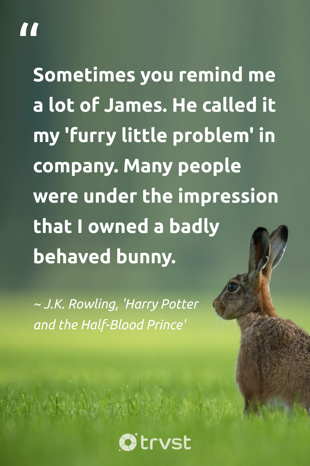 32 Rabbit Quotes Hopping With Cute Charm And Metaphors (2024)