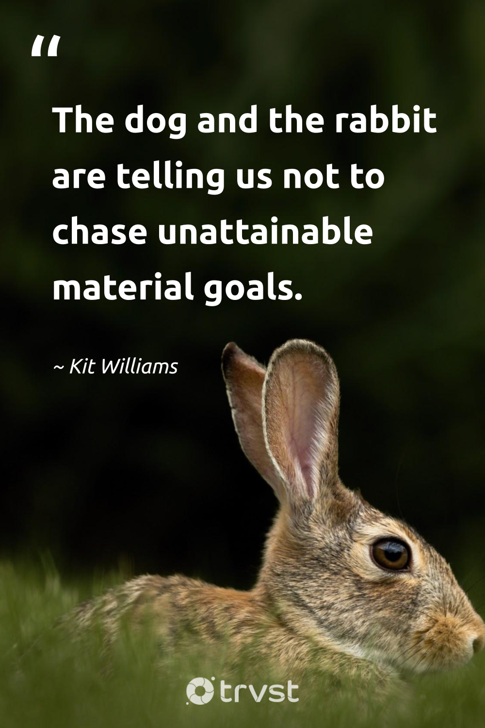 32 Rabbit Quotes Hopping With Cute Charm And Metaphors (2025)