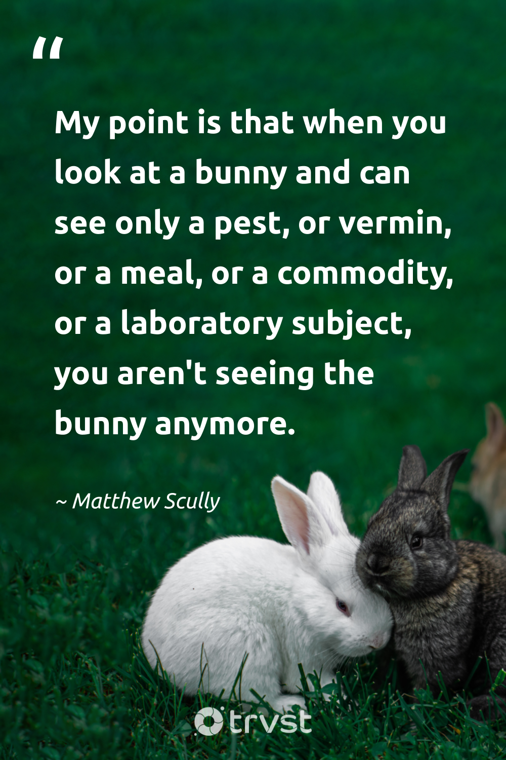 32 Rabbit Quotes Hopping With Cute Charm And Metaphors (2025)