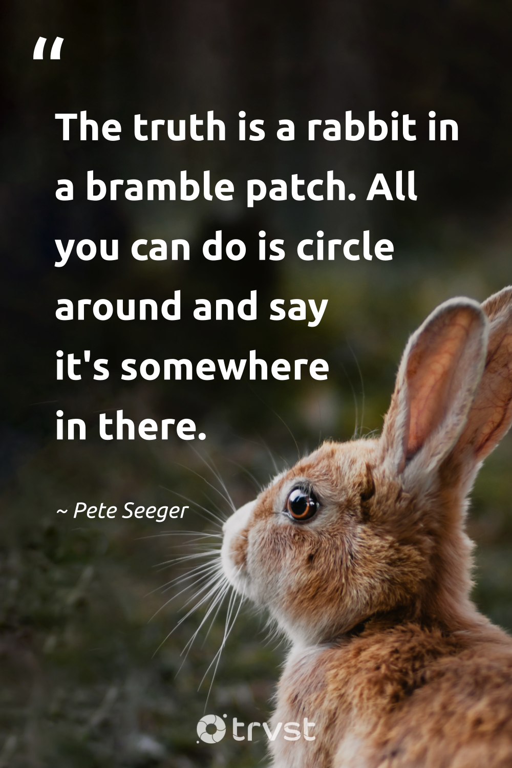 32 Rabbit Quotes Hopping With Cute Charm And Metaphors (2025)