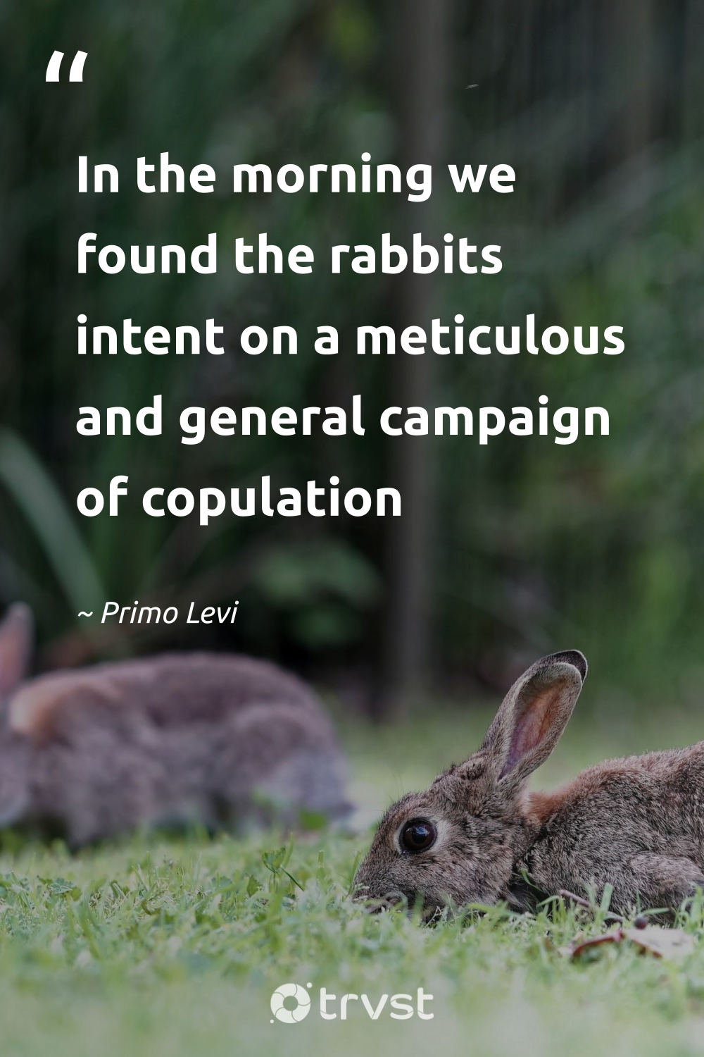 32 Rabbit Quotes Hopping With Cute Charm And Metaphors (2025)
