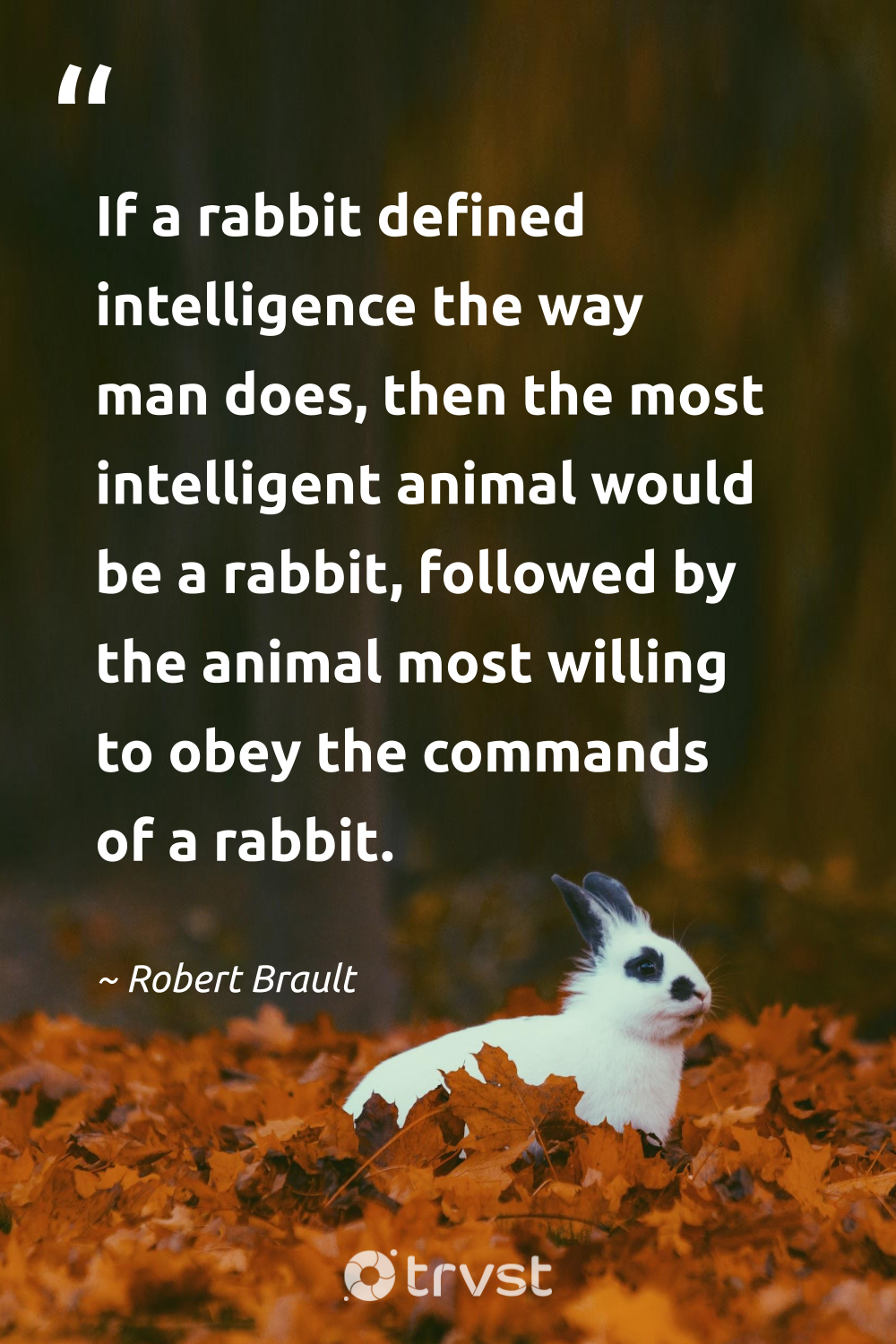 32 Rabbit Quotes Hopping With Cute Charm And Metaphors (2025)