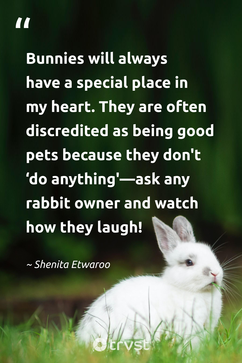 32 Rabbit Quotes Hopping With Cute Charm And Metaphors (2025)