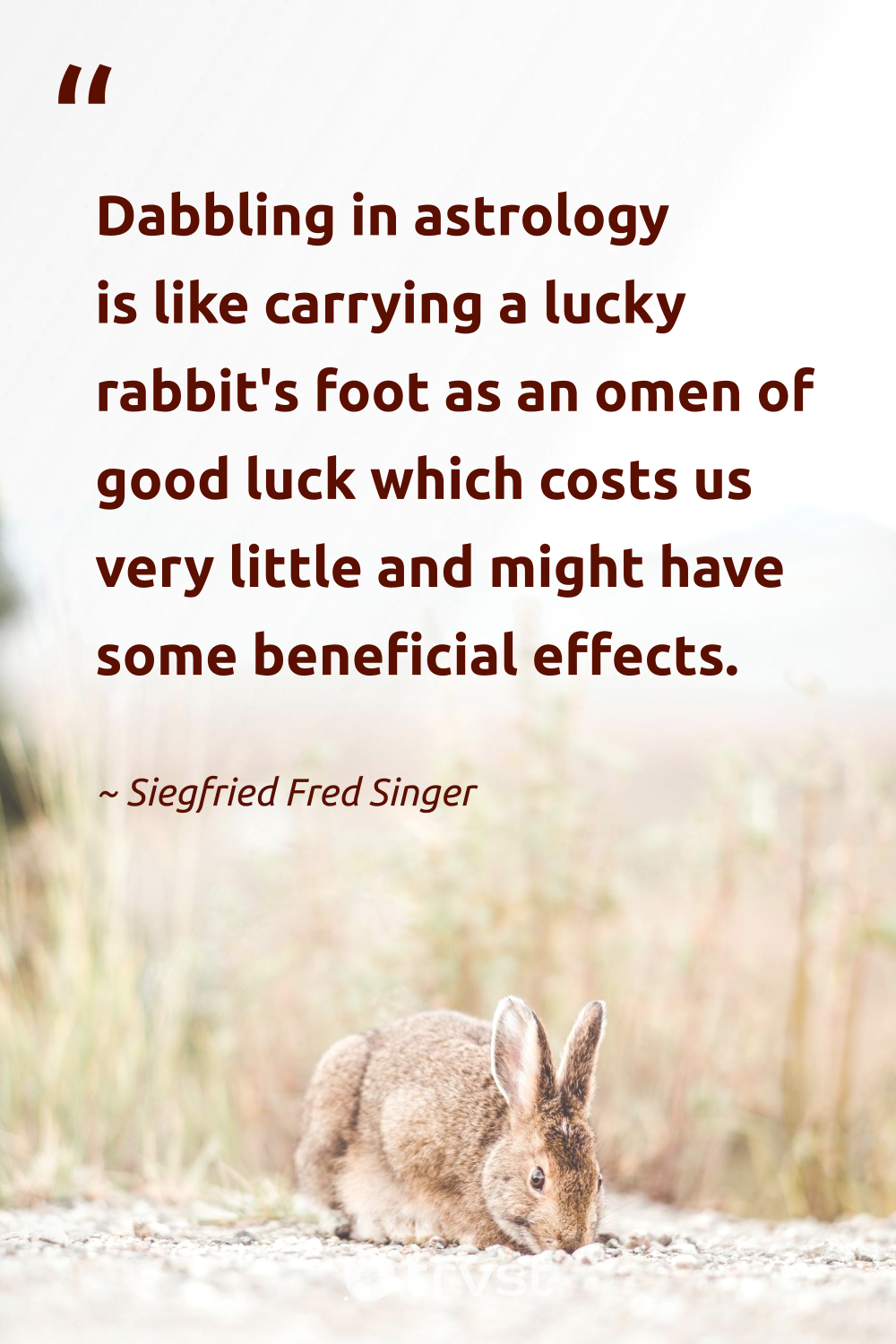 32 Rabbit Quotes Hopping With Cute Charm And Metaphors (2025)