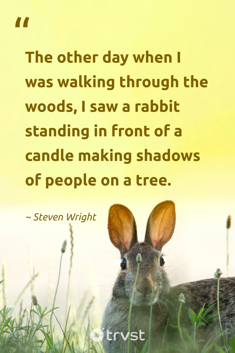 32 Rabbit Quotes Hopping With Cute Charm And Metaphors (2024)