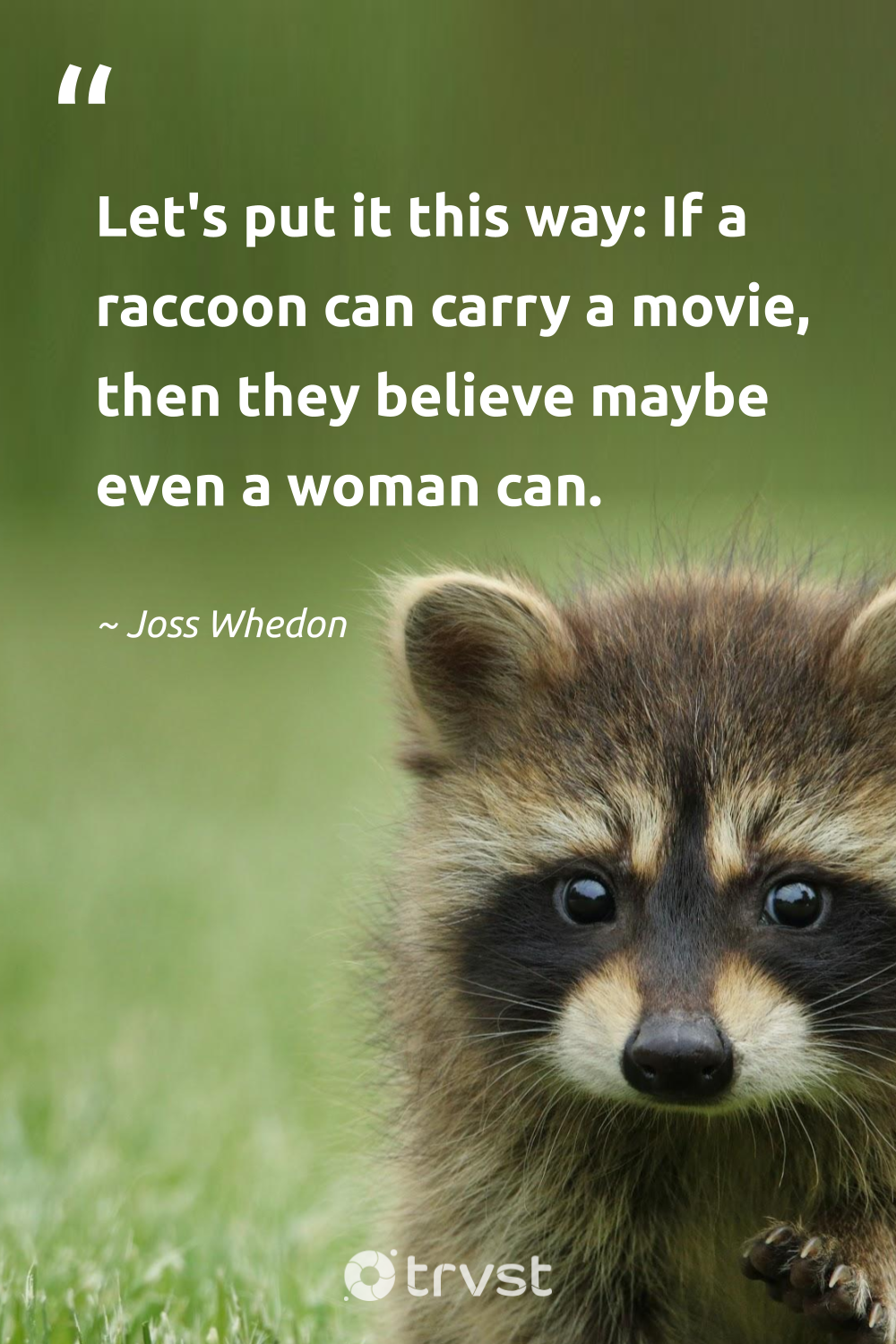 10 Raccoon Quotes About The Masked Creature