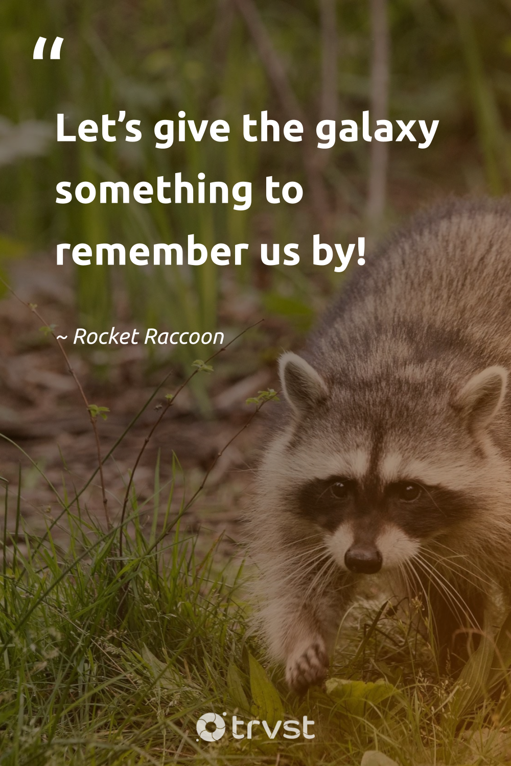 10 Raccoon Quotes About The Masked Creature