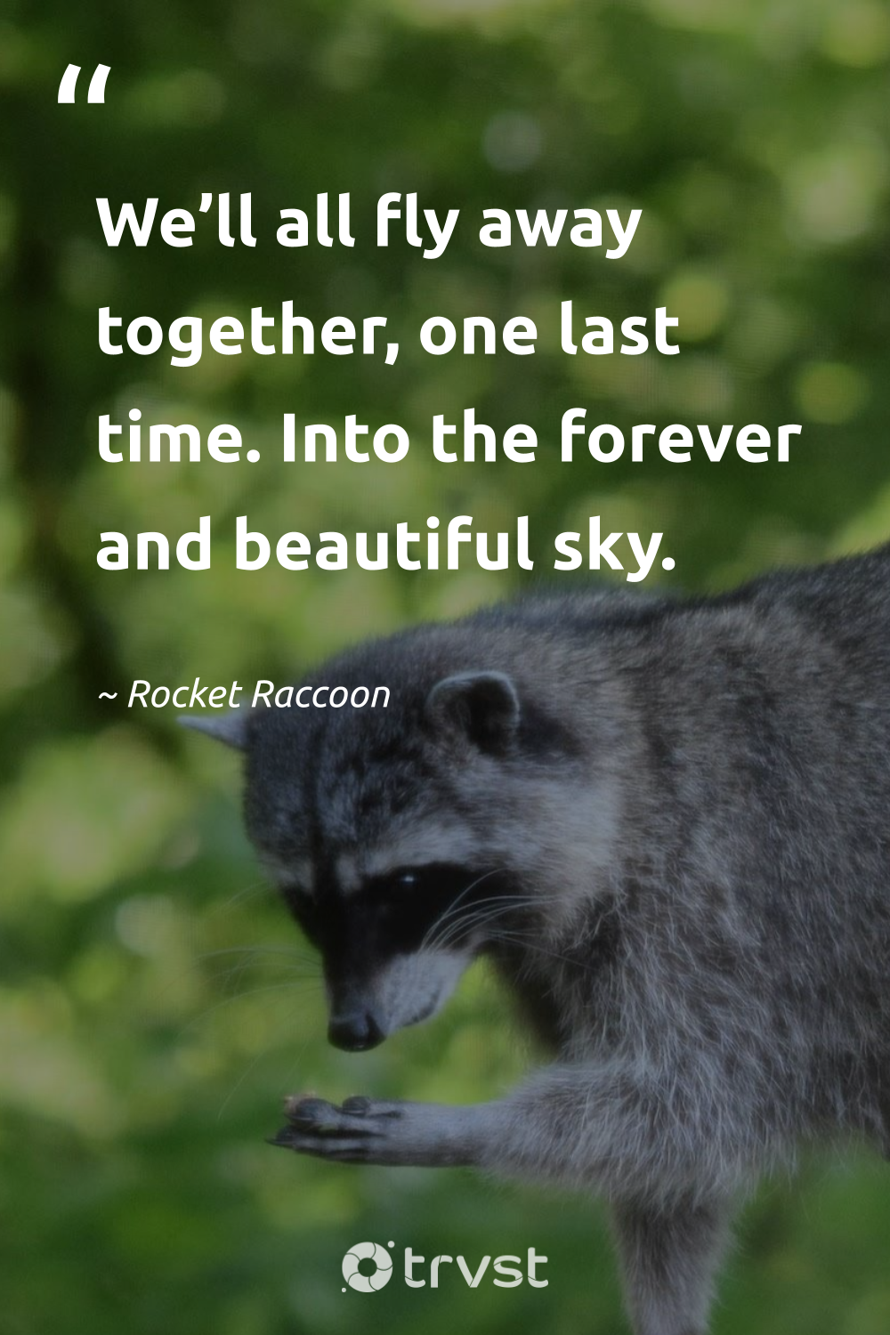 10 Raccoon Quotes About The Masked Creature