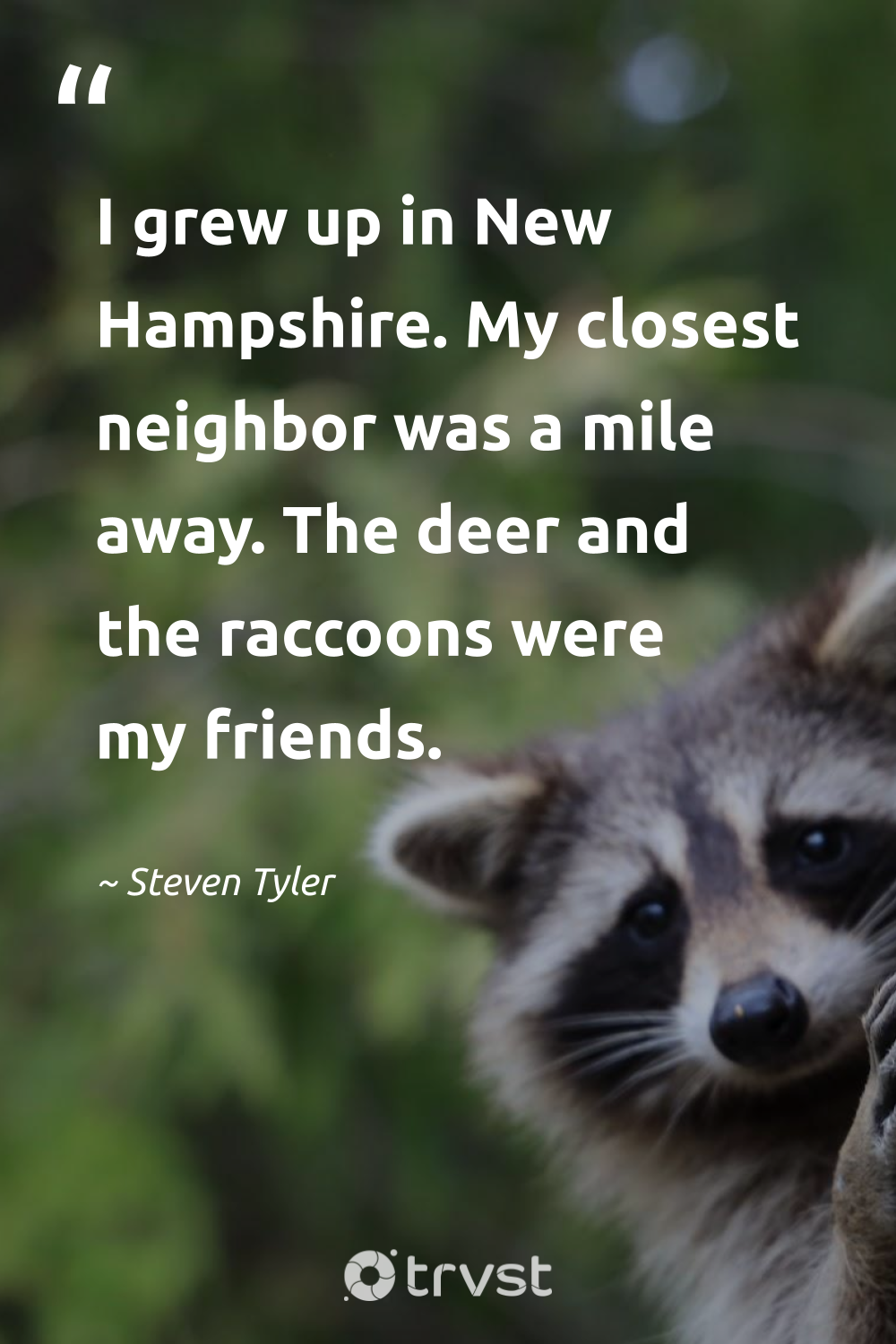 10 Raccoon Quotes About The Masked Creature