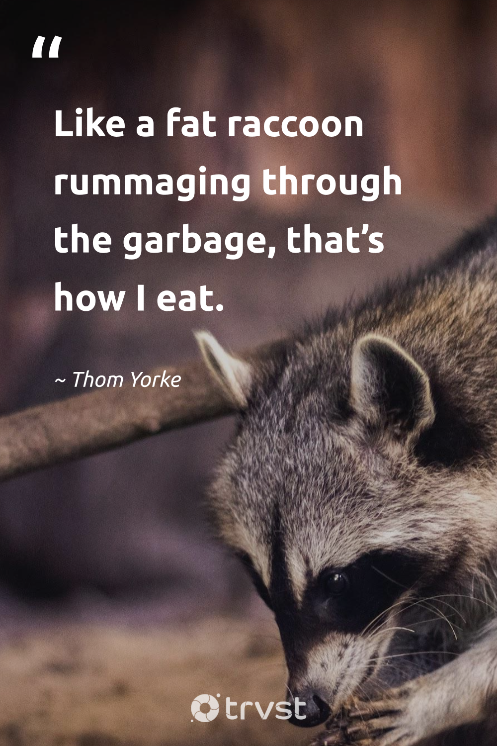 10 Raccoon Quotes About The Masked Creature