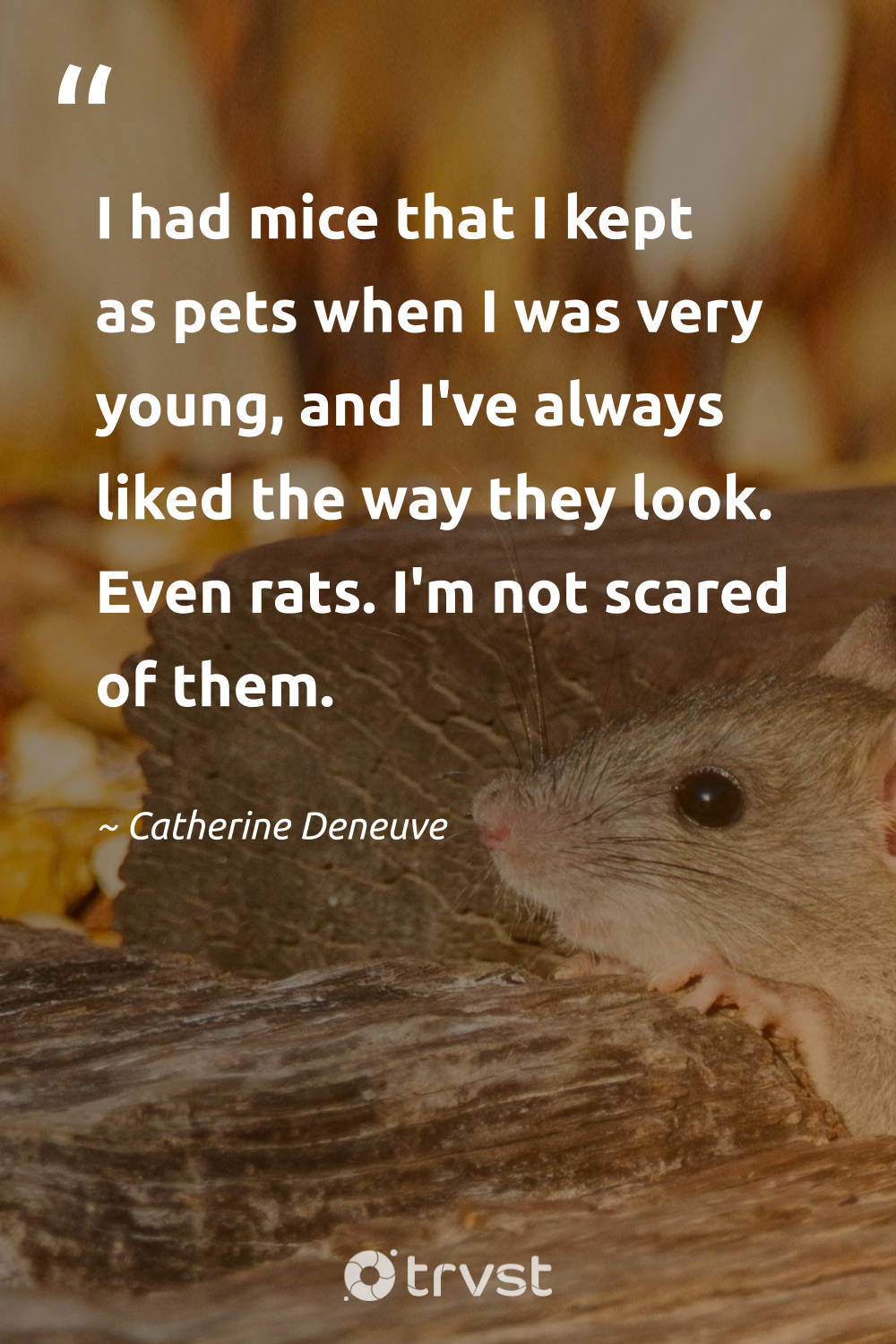 23 Rat Quotes About The Misunderstood Rodents