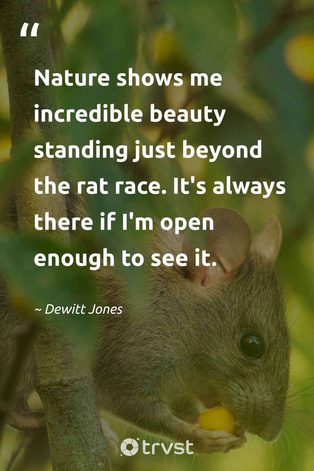 23 Rat Quotes About The Misunderstood Rodents