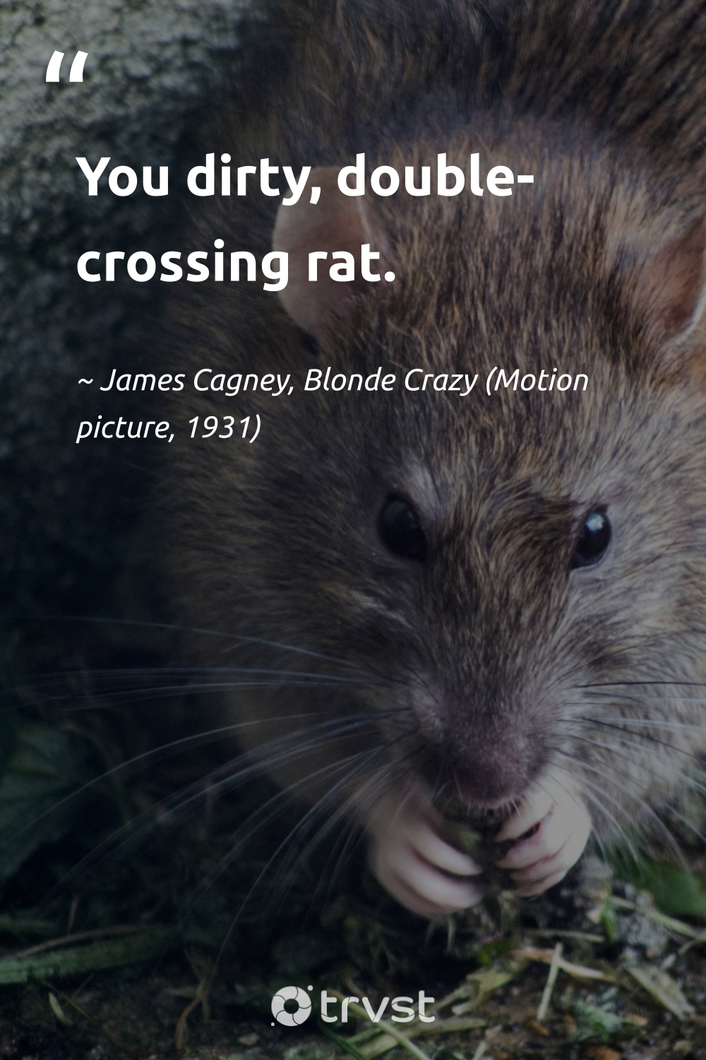 23 Rat Quotes About The Misunderstood Rodents