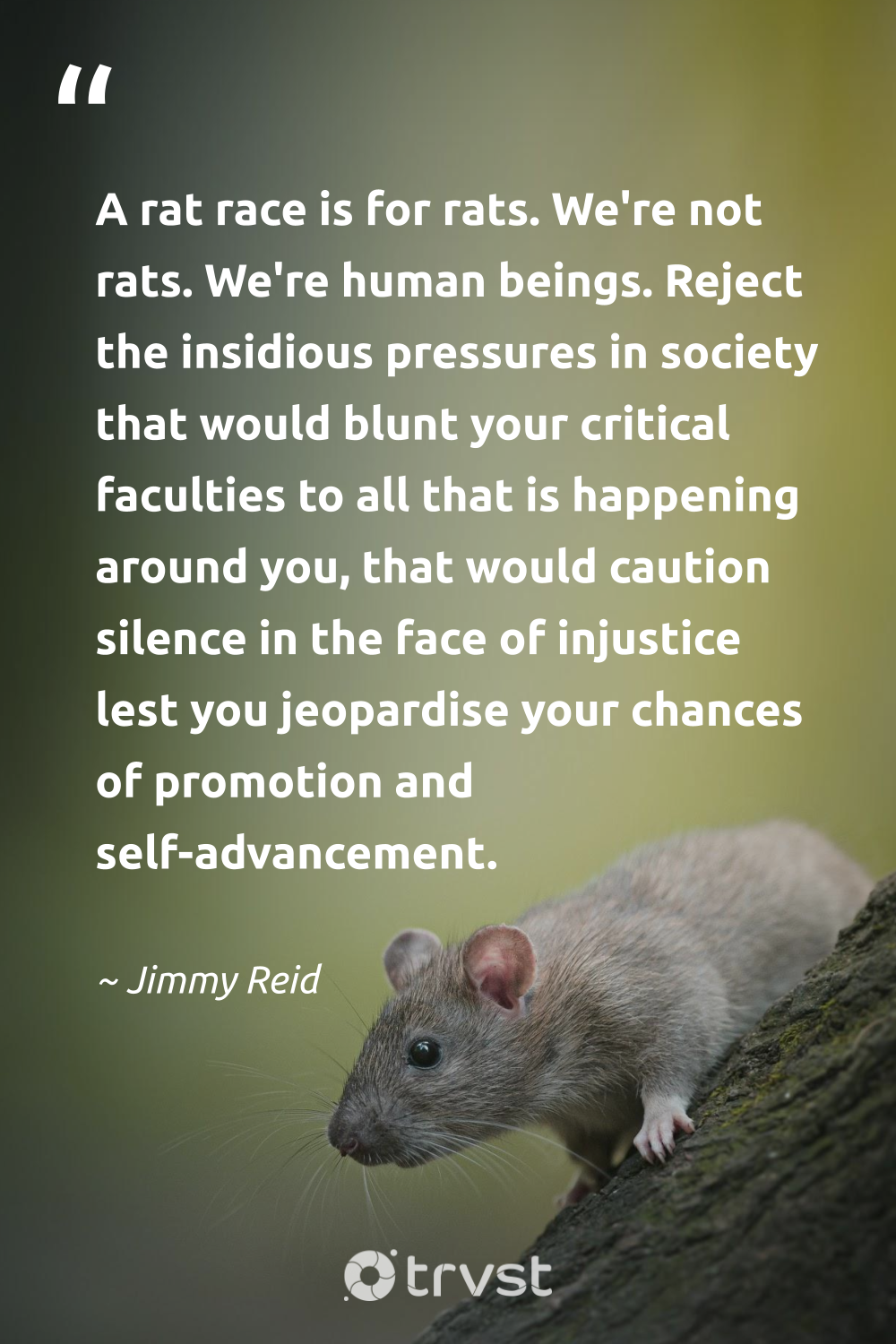 23 Rat Quotes About The Misunderstood Rodents