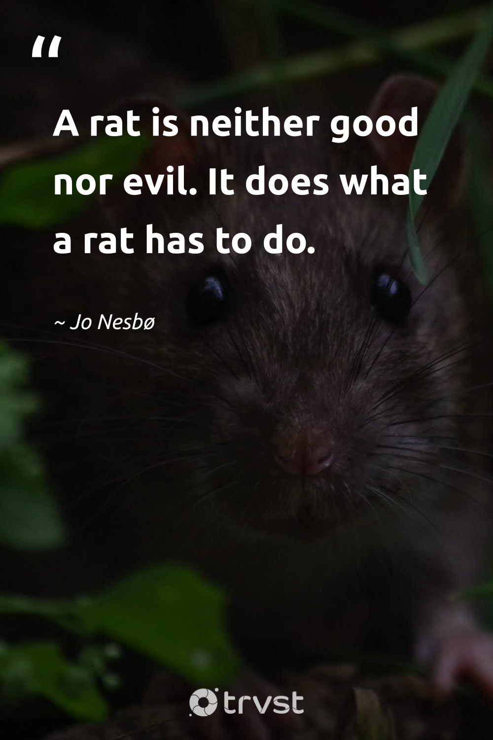 23 Rat Quotes About The Misunderstood Rodents