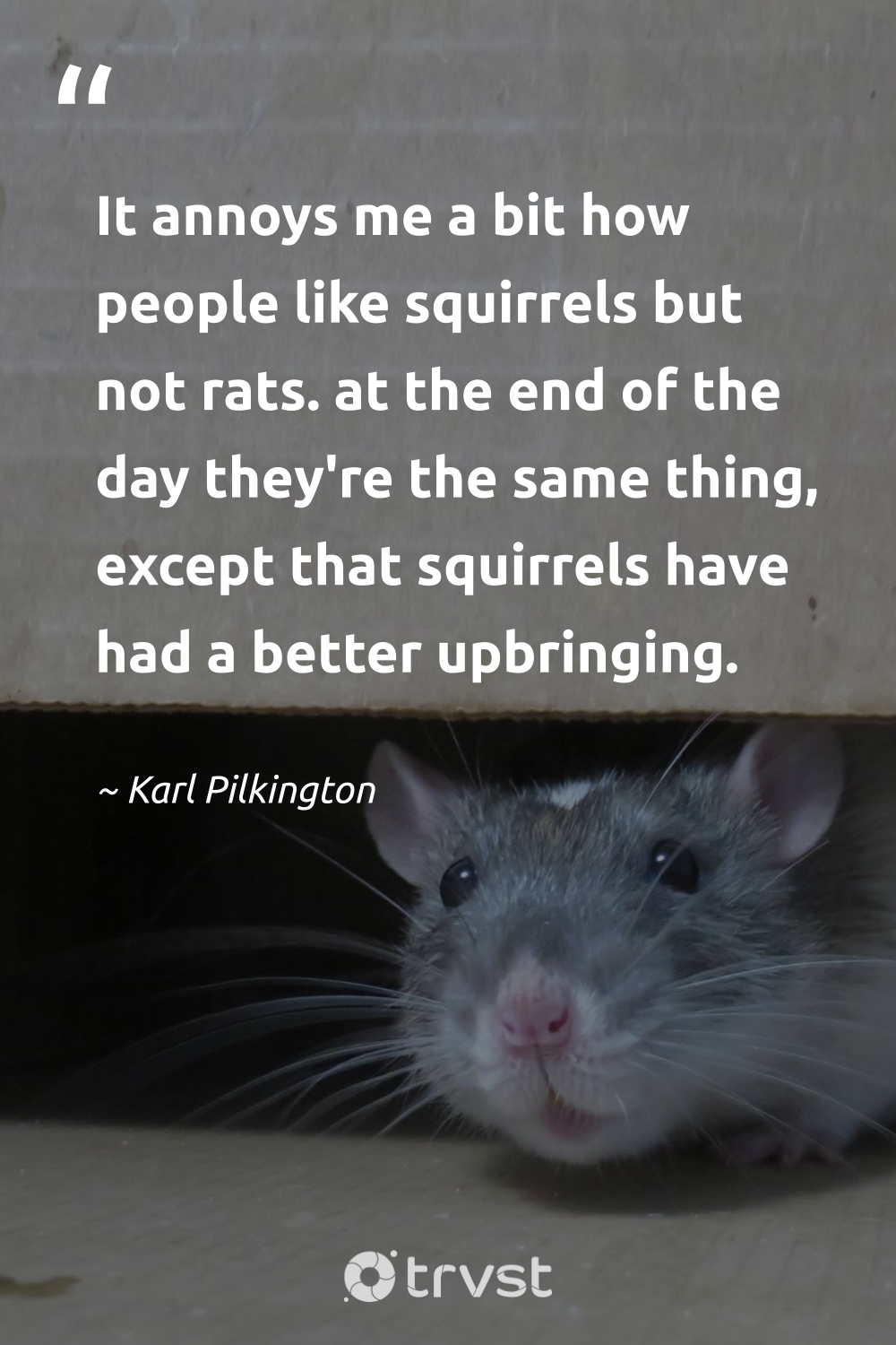 23 Rat Quotes About The Misunderstood Rodents