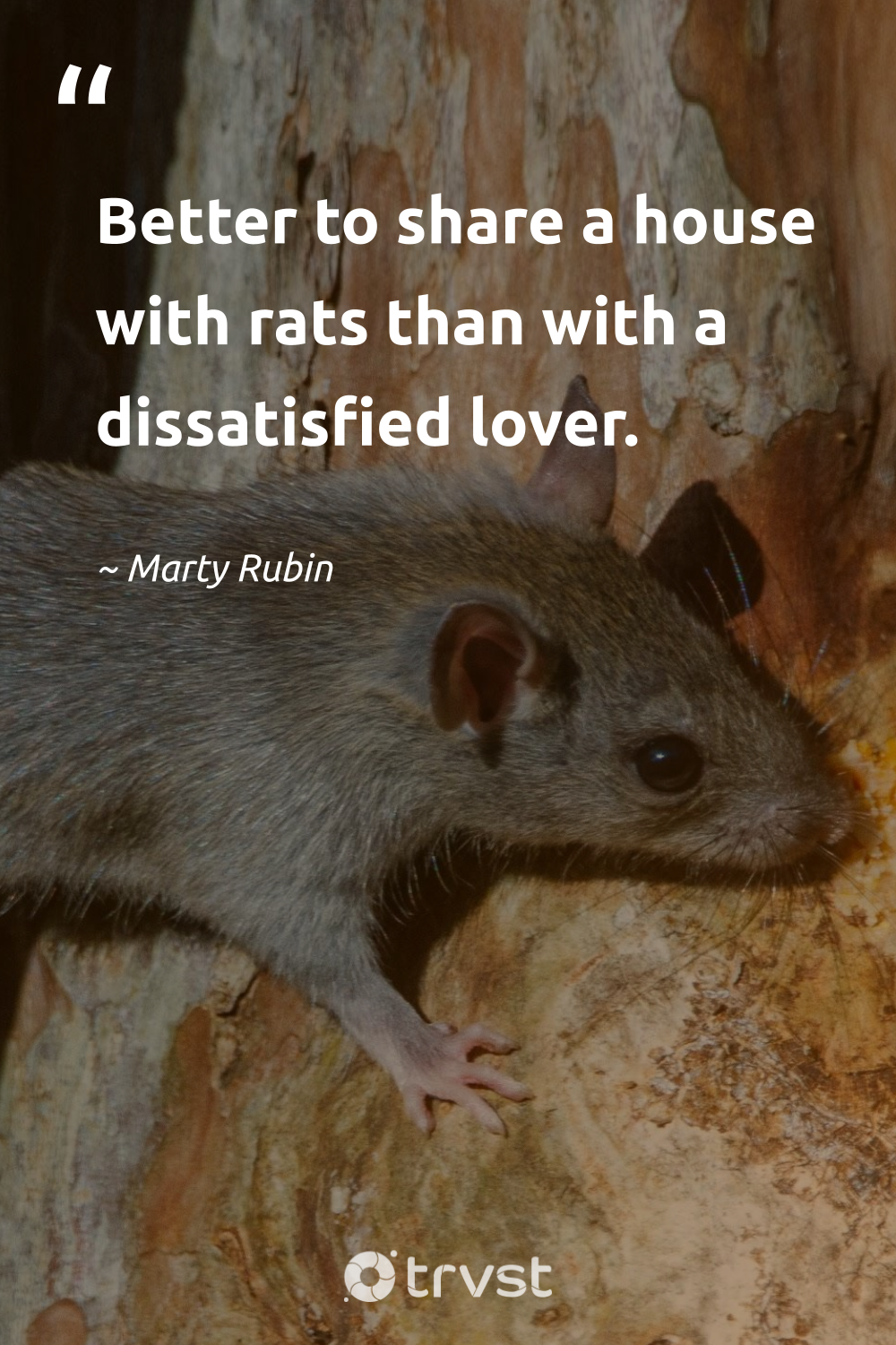 23 Rat Quotes About The Misunderstood Rodents