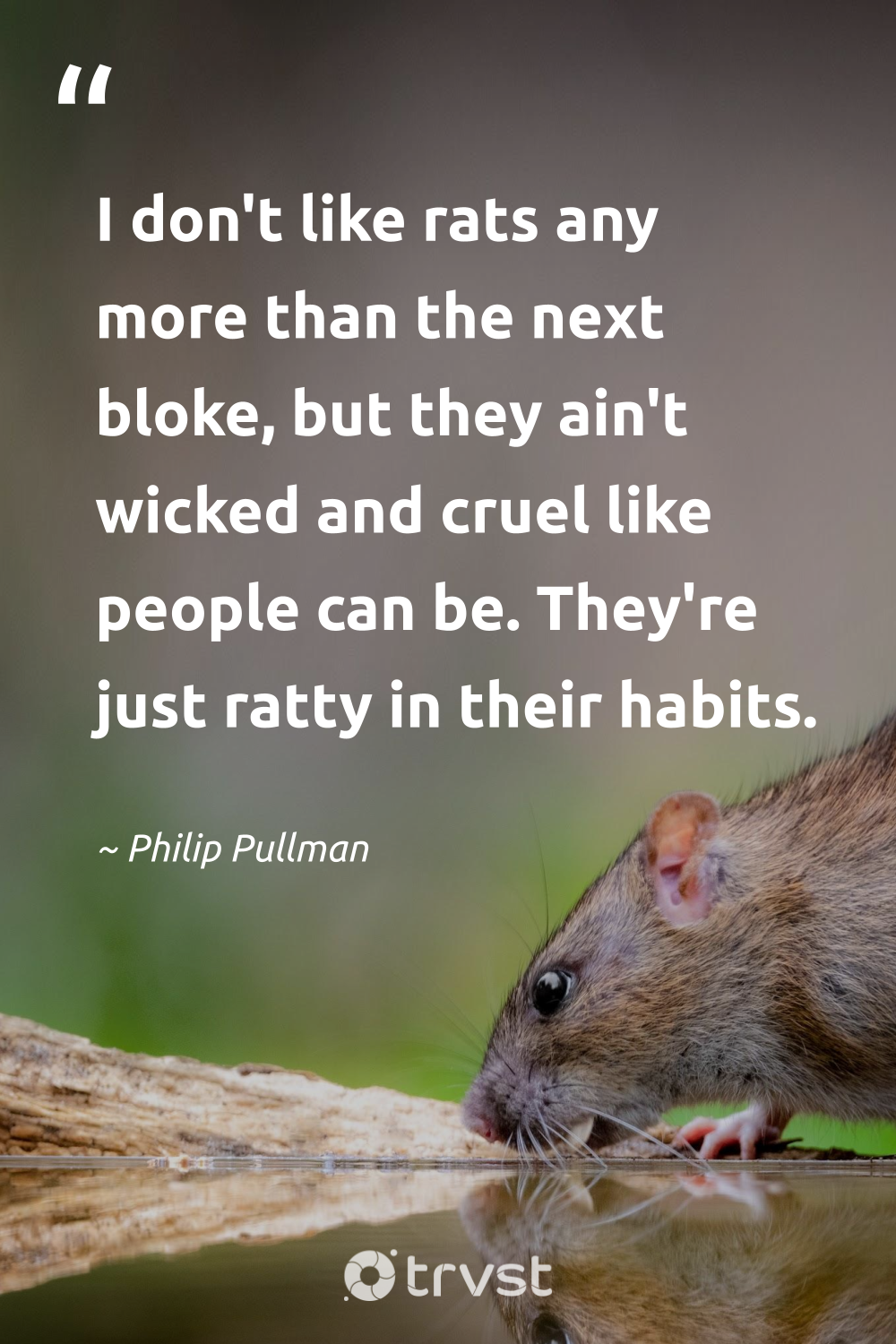 23 Rat Quotes About The Misunderstood Rodents