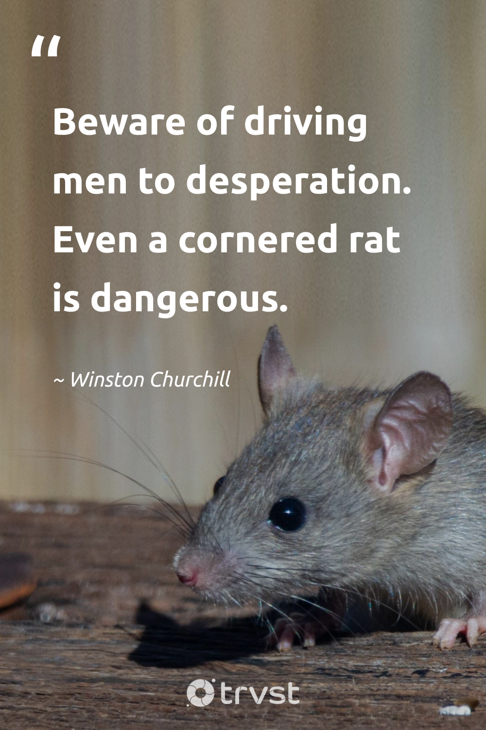 23 Rat Quotes About The Misunderstood Rodents