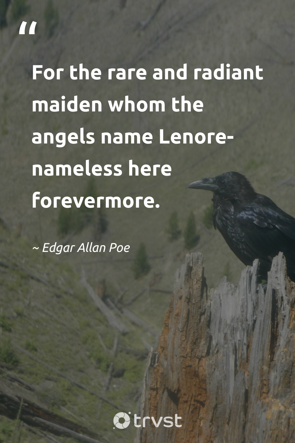 32 Riveting Raven Quotes About Diverse Reputations (2025)