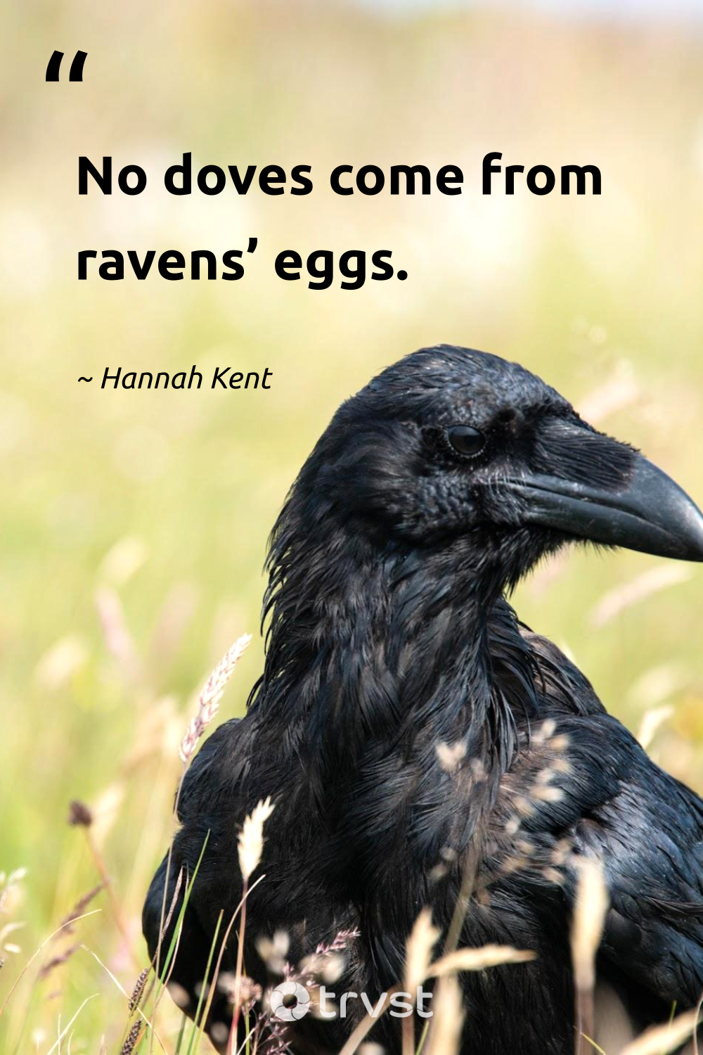 32 Riveting Raven Quotes About Diverse Reputations (2025)