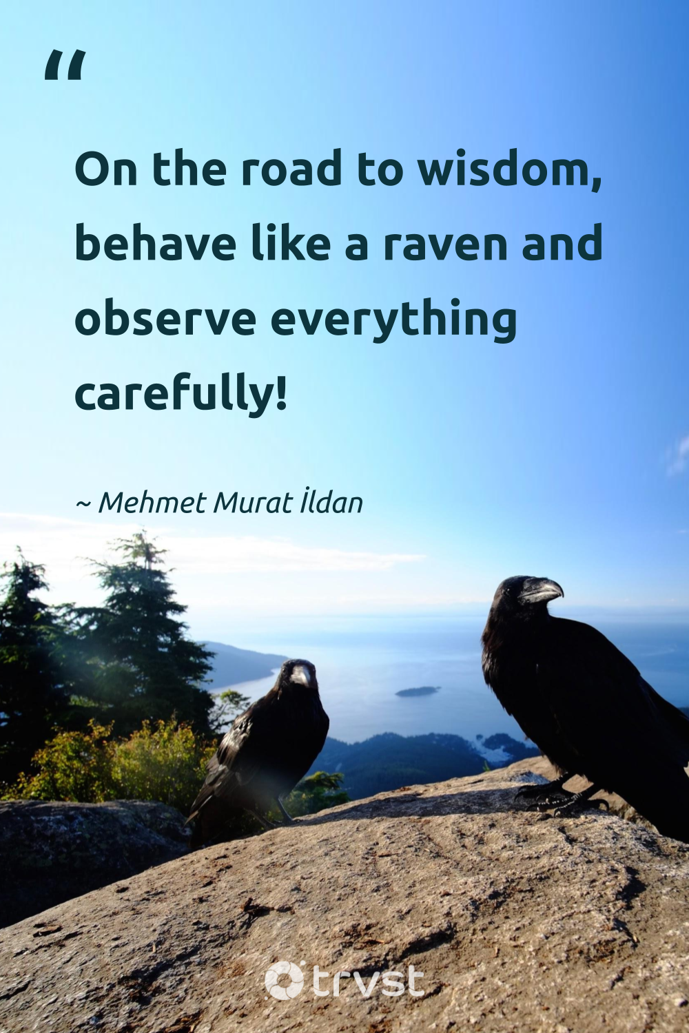 32 Riveting Raven Quotes About Diverse Reputations (2025)