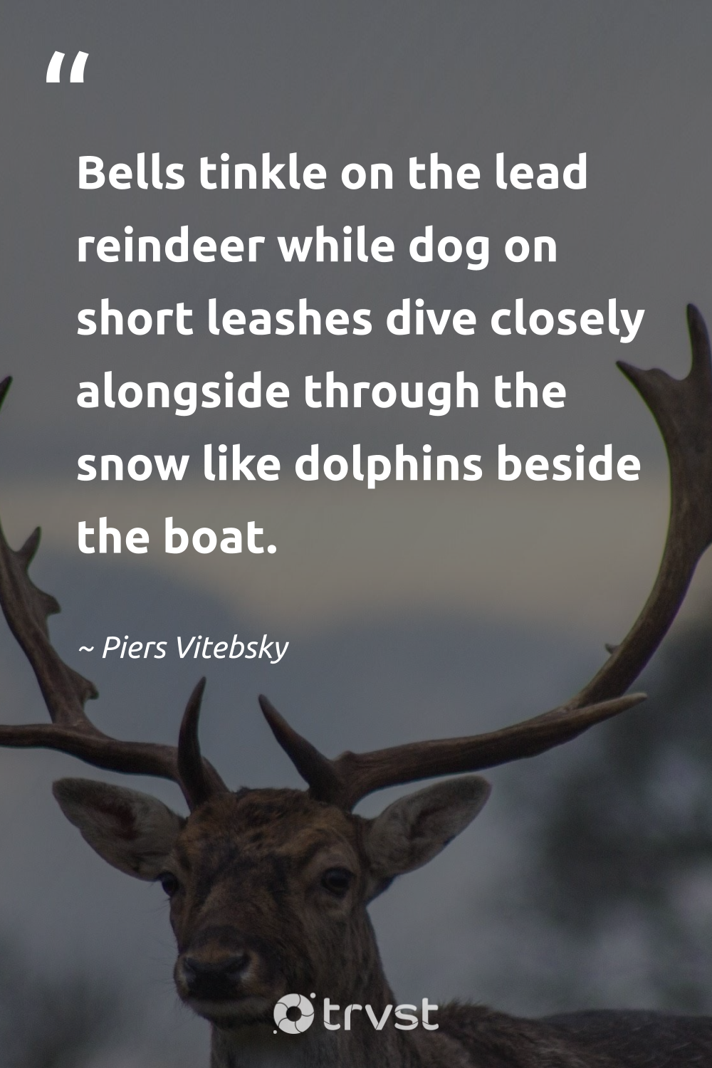 18 Reindeer Quotes about the Hooved Creatures of the North