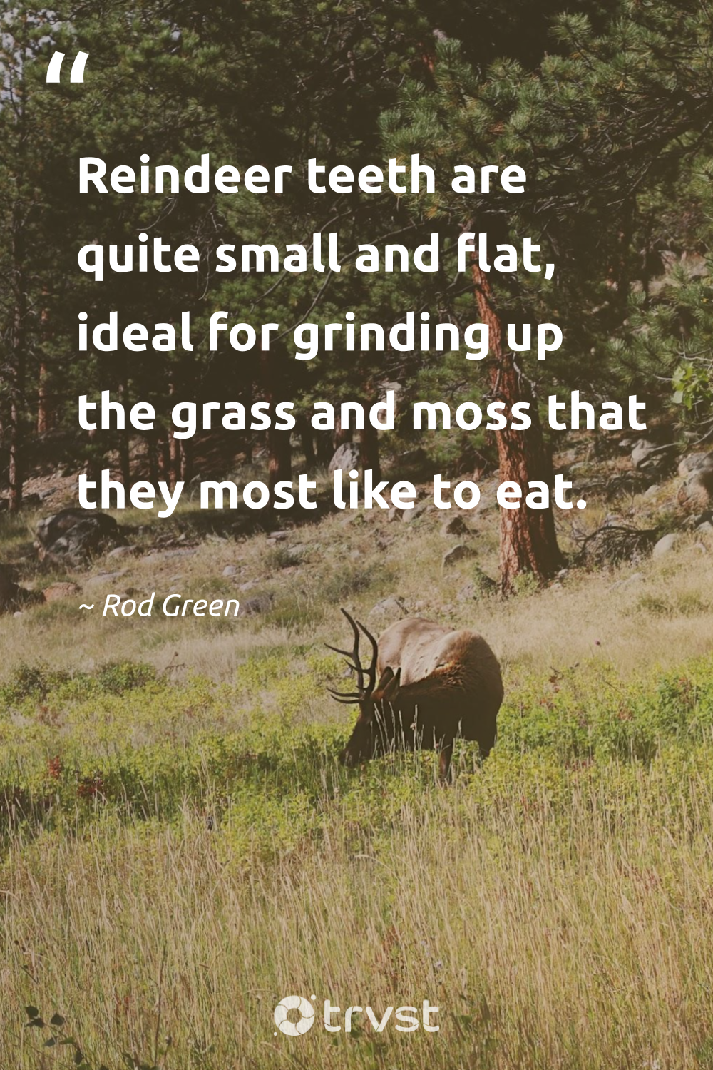 18 Reindeer Quotes about the Hooved Creatures of the North