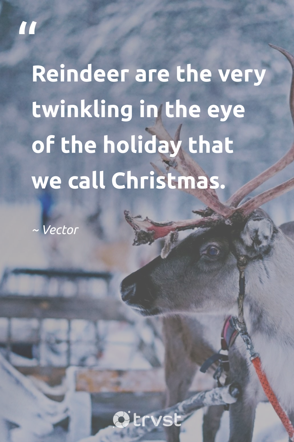18 Reindeer Quotes about the Hooved Creatures of the North