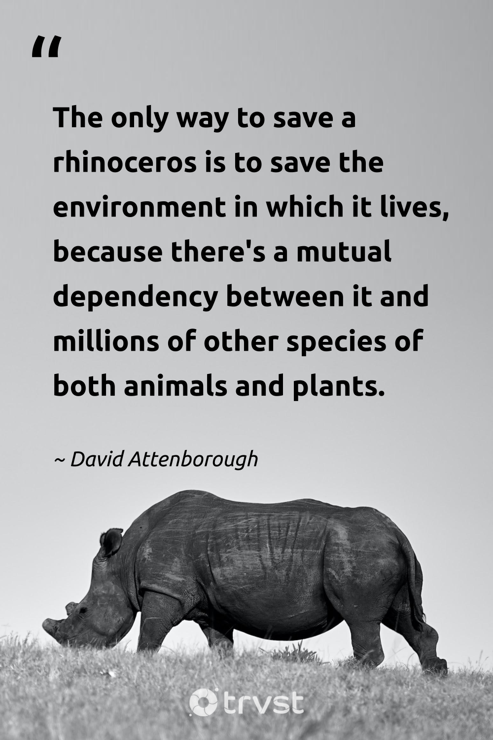 15 Rhinoceros Quotes About The Horned Herbivore