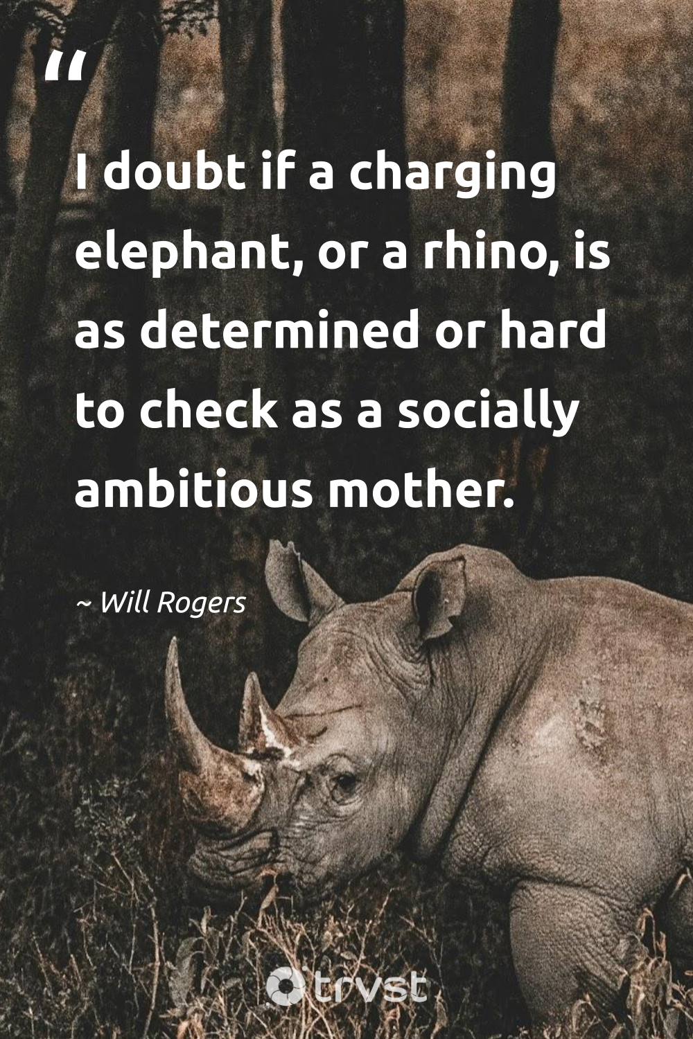 15 Rhinoceros Quotes About The Horned Herbivore