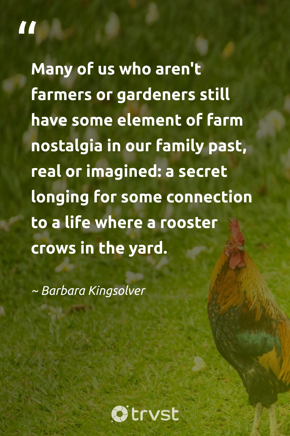15 Rooster Quotes About The Iconic Farm Birds