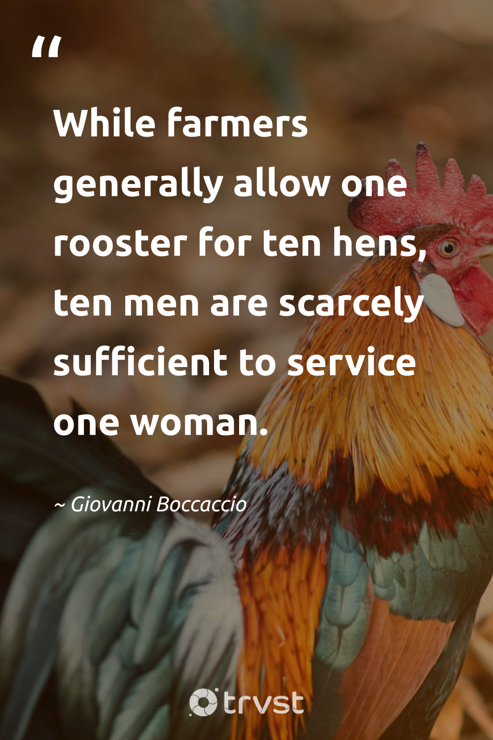 15 Rooster Quotes About The Iconic Farm Birds