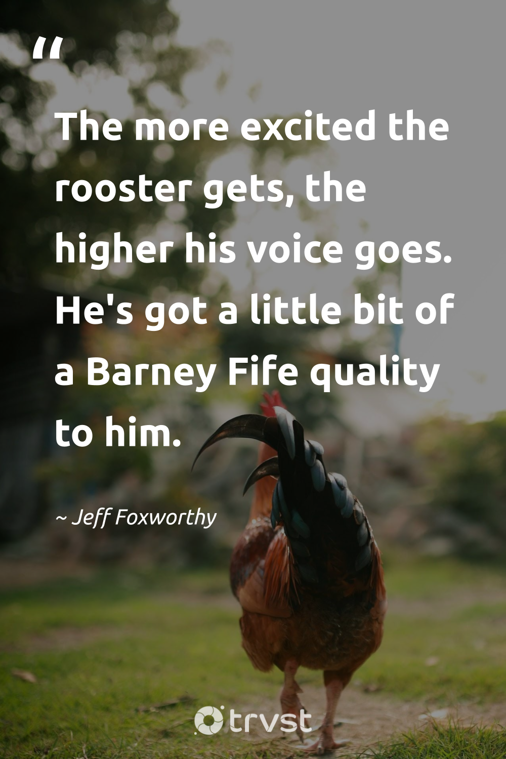15 Rooster Quotes About The Iconic Farm Birds