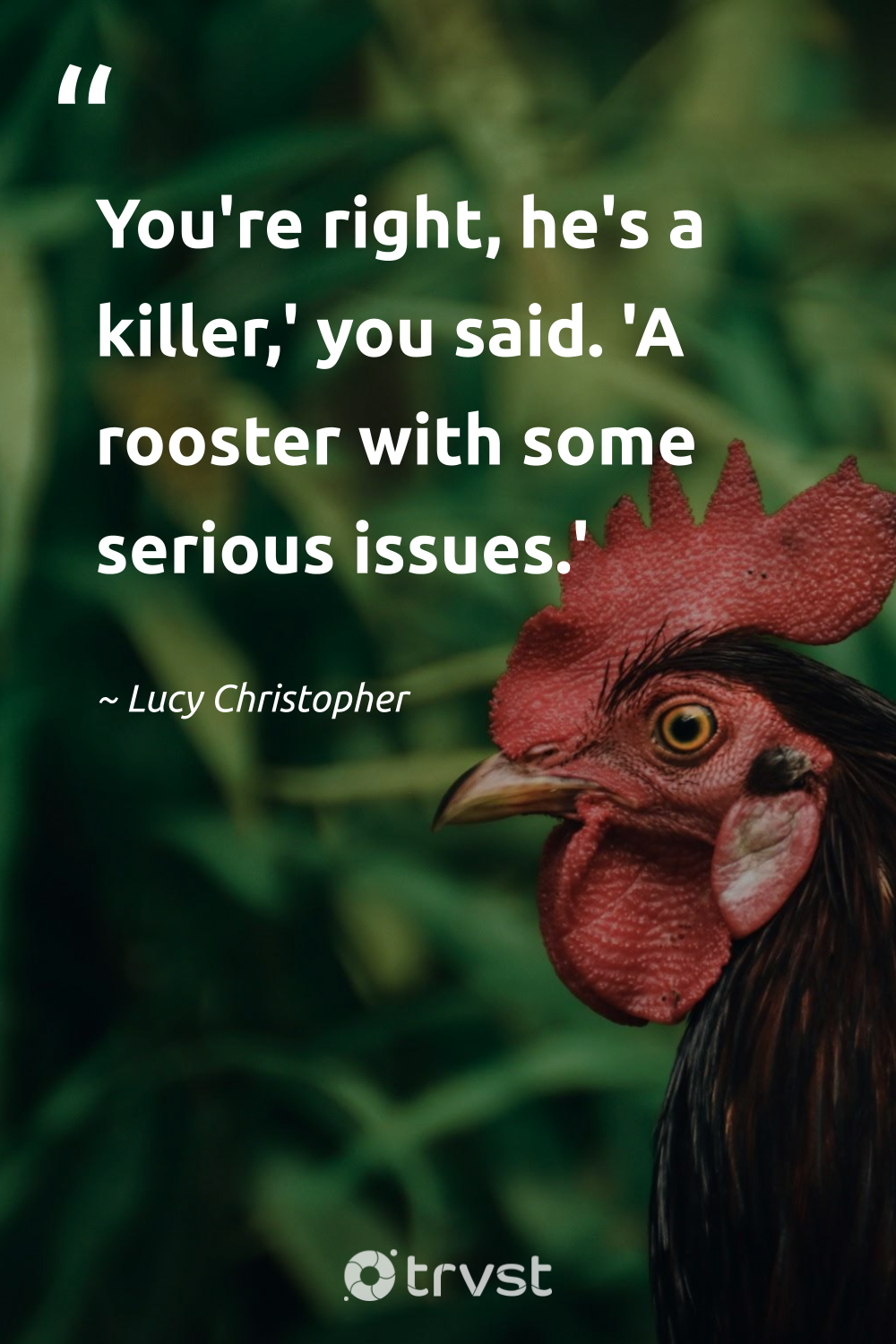 15 Rooster Quotes About The Iconic Farm Birds