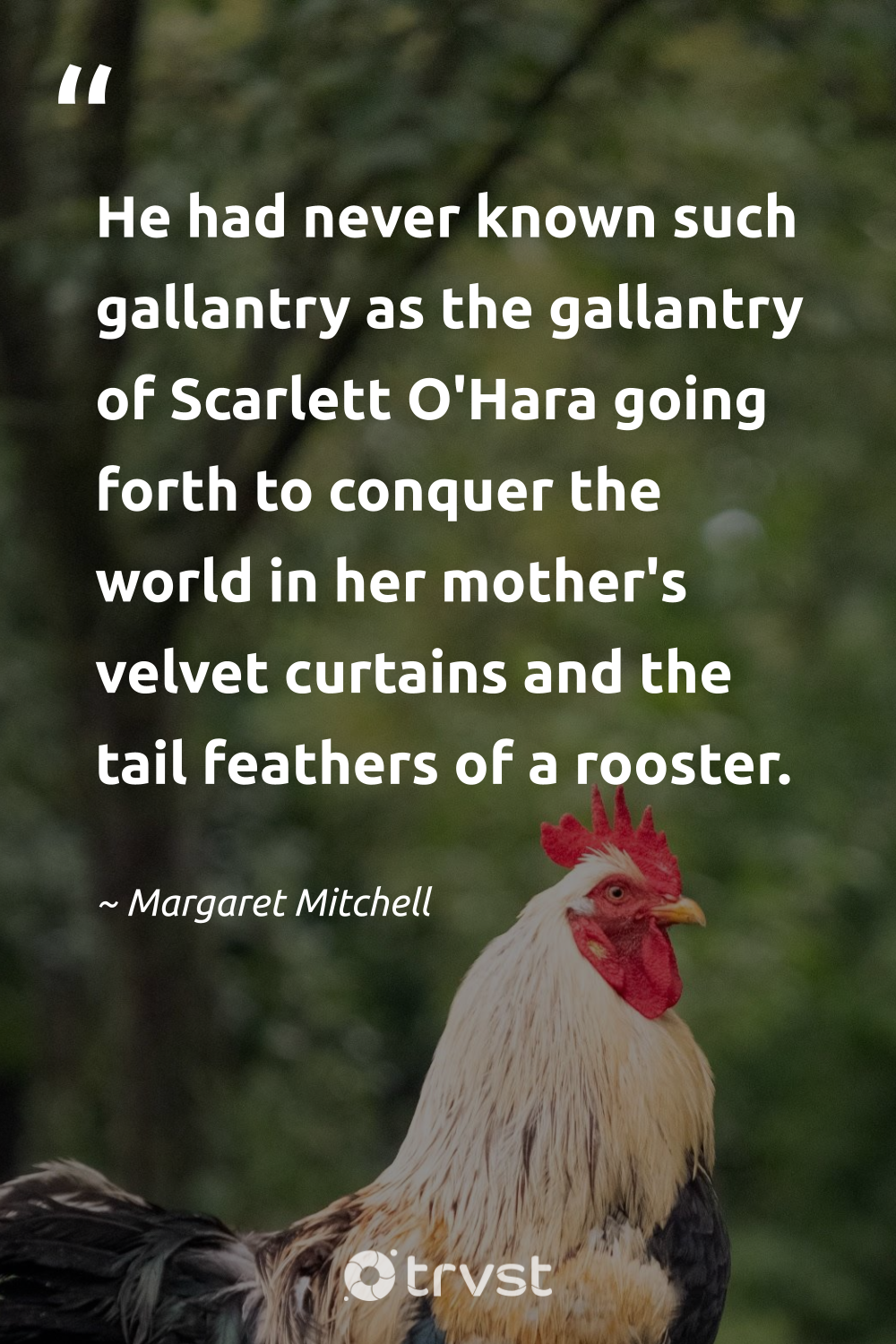 15 Rooster Quotes About The Iconic Farm Birds