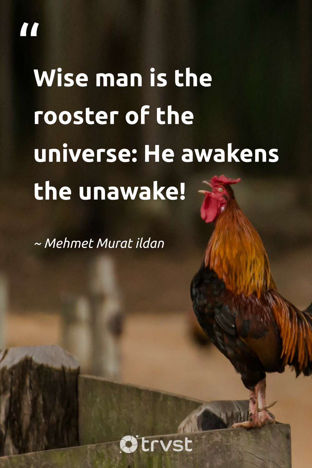 15 Rooster Quotes About The Iconic Farm Birds