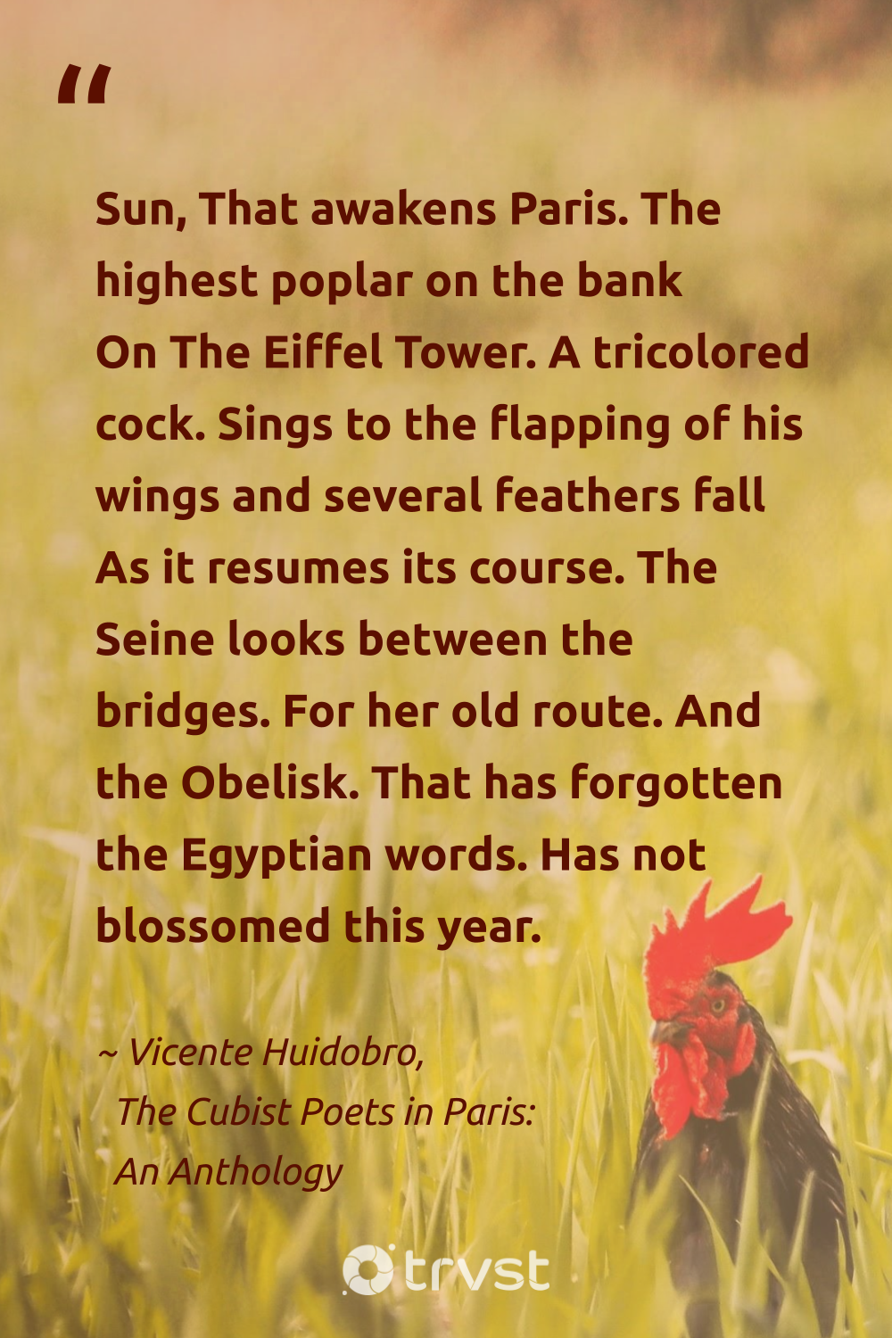 15 Rooster Quotes About The Iconic Farm Birds