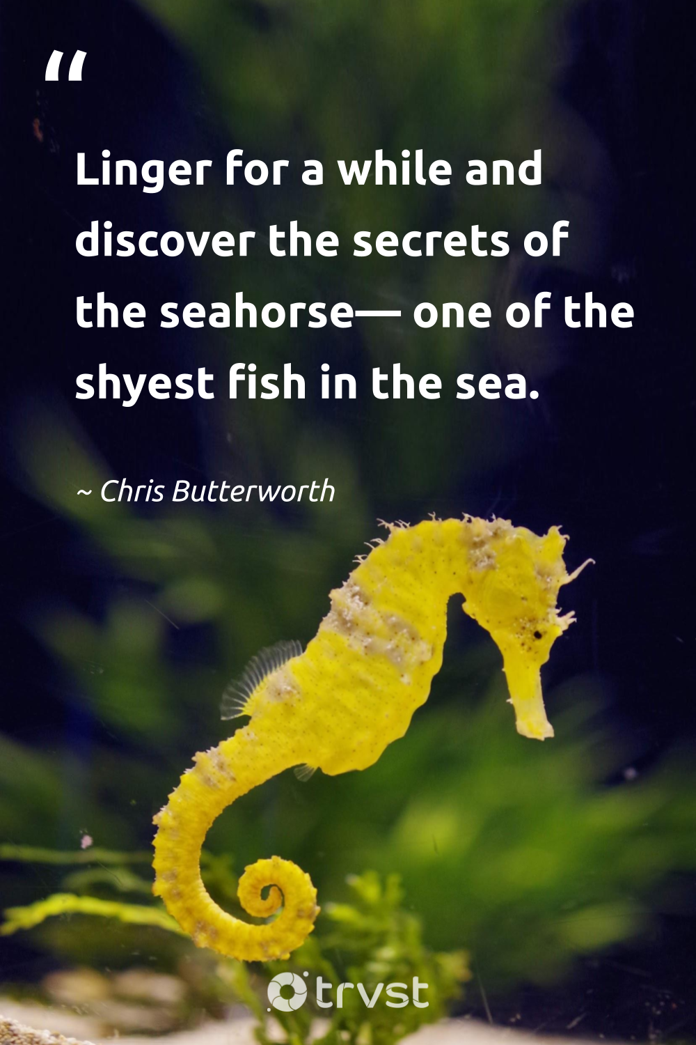 12 Seahorse Quotes About The Fish Straight Out of Fantasy