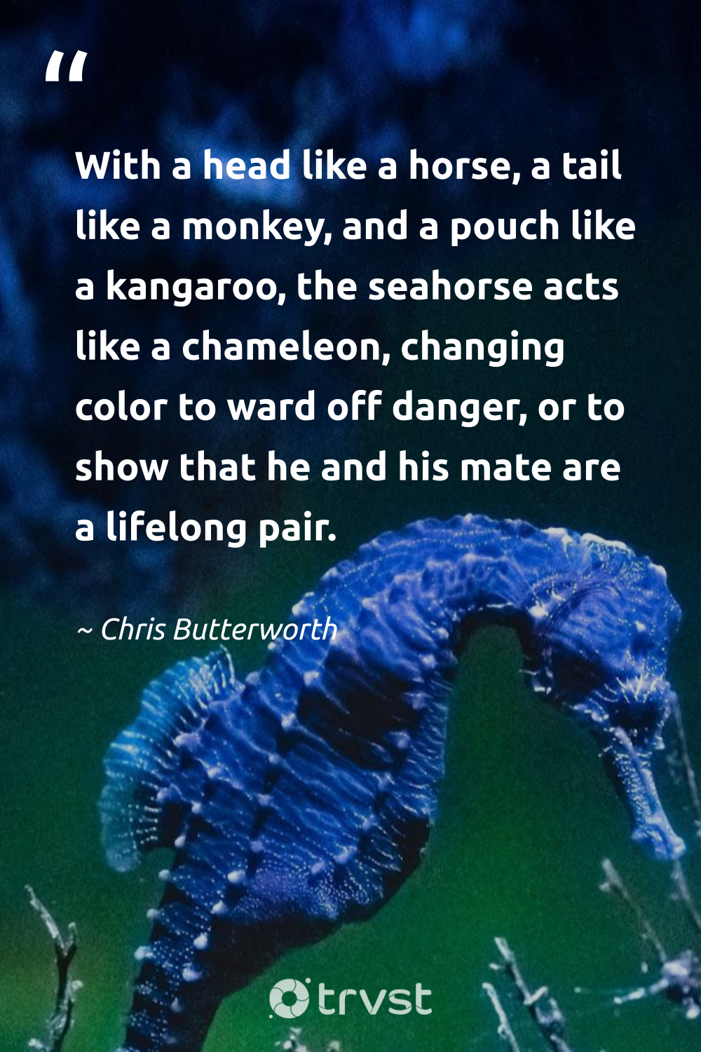 12 Seahorse Quotes About The Fish Straight Out of Fantasy