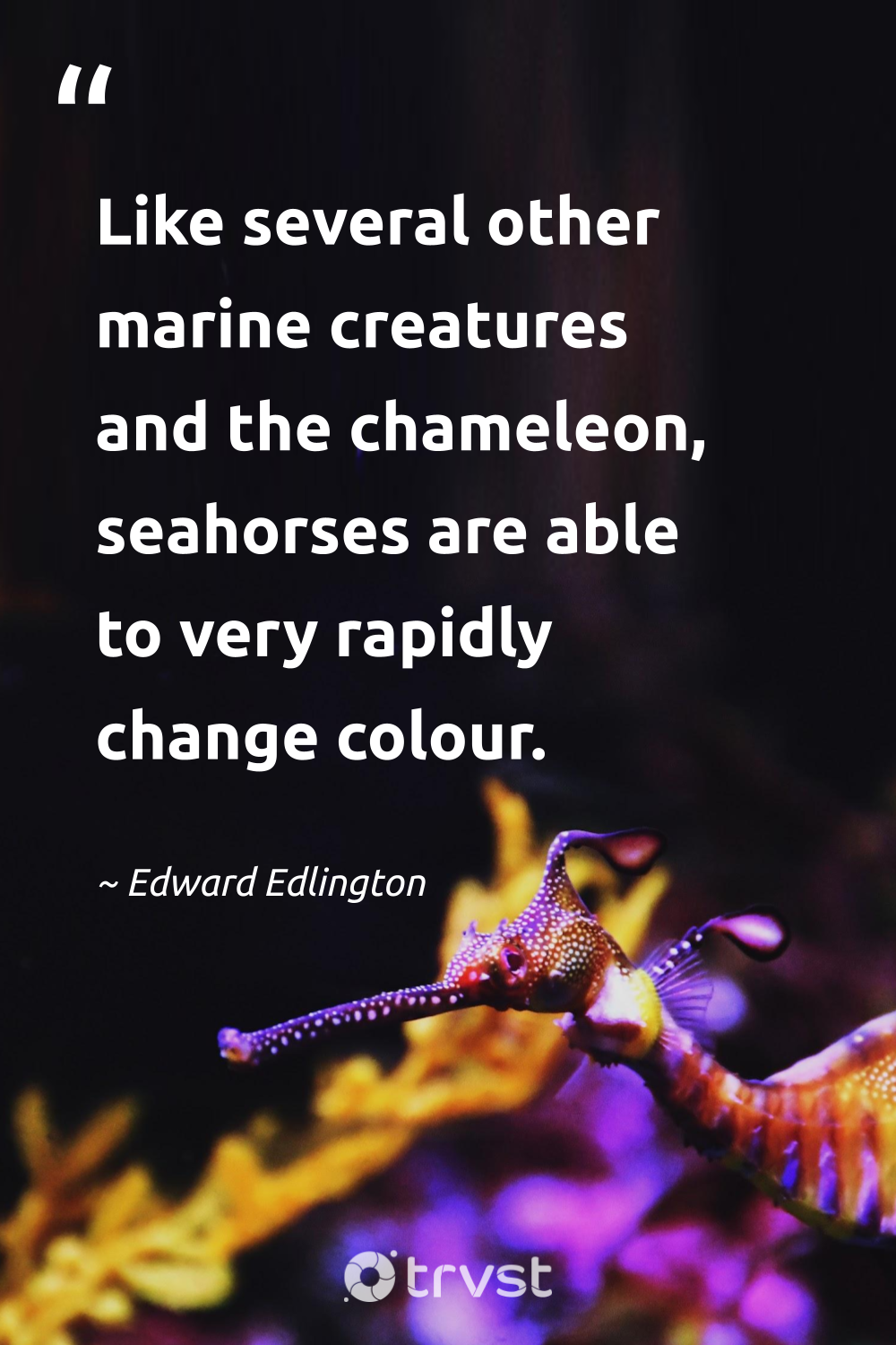 12 Seahorse Quotes About The Fish Straight Out of Fantasy
