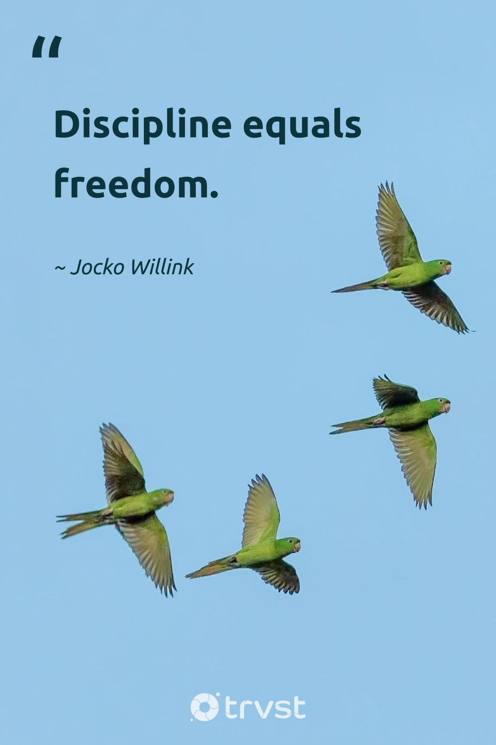 21 Seal Quotes About The Dogs Of The Sea