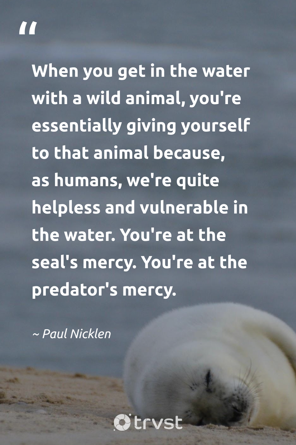 21 Seal Quotes About The Dogs Of The Sea