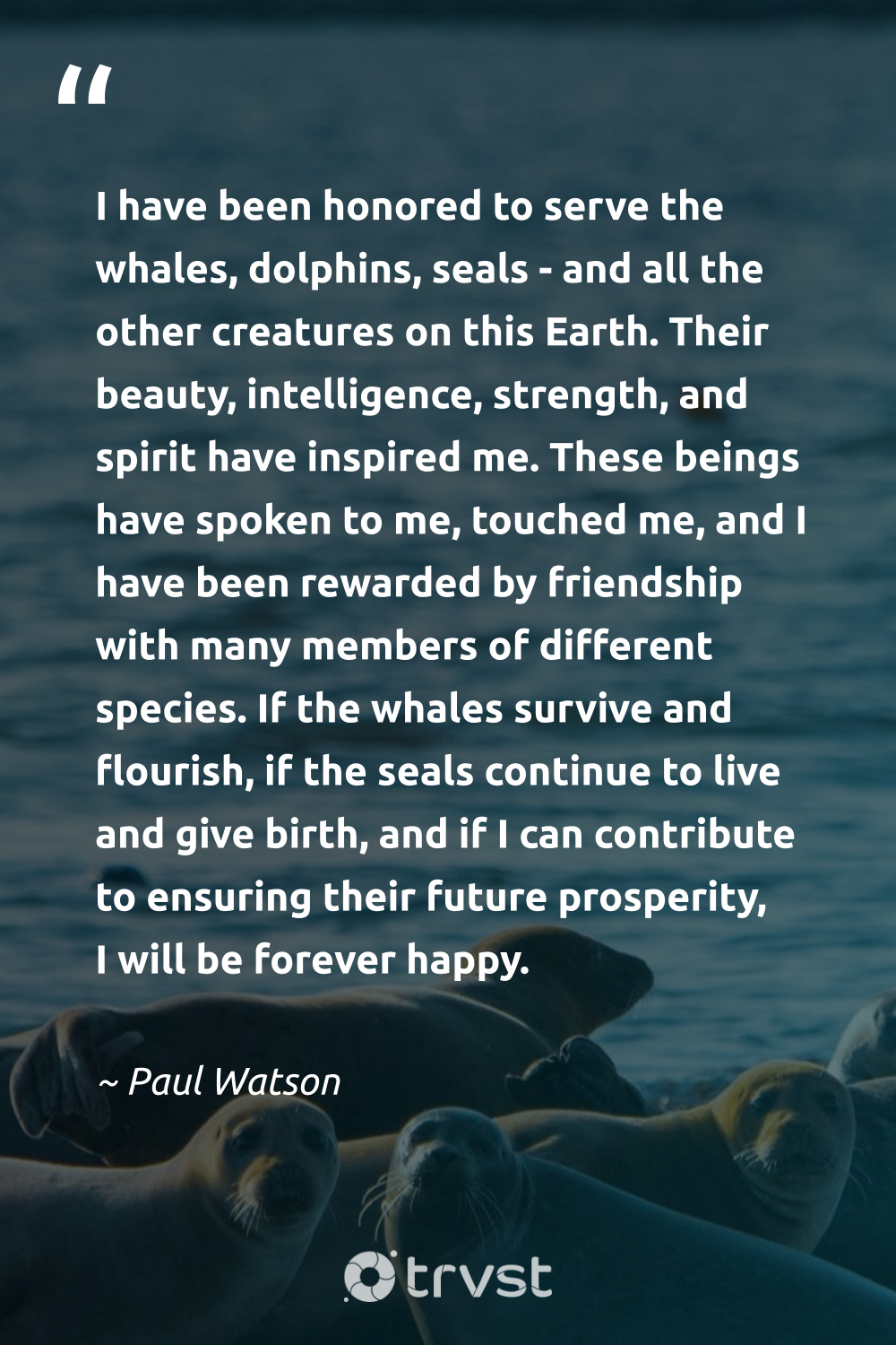 21 Seal Quotes About The Dogs Of The Sea